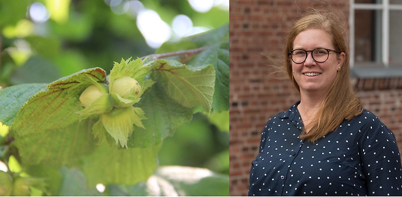 Hopp om hasselnötsodling – Smaka Sverige